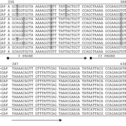 The sequence of PG21 was used as a template