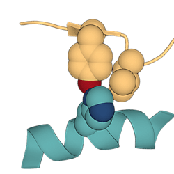 SARS-CoV-2 Y453 interacting with human ACE2 - Detailed