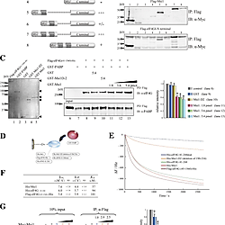 (A) Illustration of the PABP variants