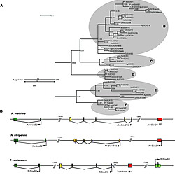 Evolution of the insect genes-1