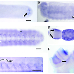 Evolution of the insect genes-4