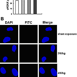 The results of γH2AX foci formation assay after 1