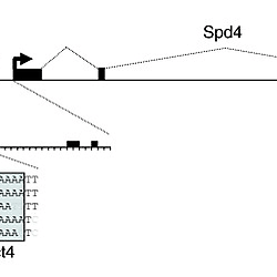 Structure of the transcript