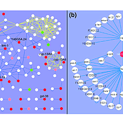 Protein interaction analysis using Cytoscape
