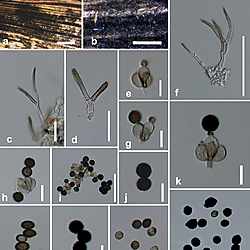 Stachybotrys microspora (MFLU 20-0628)