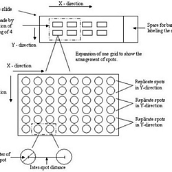 A general layout of microarray