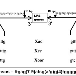 The horizontal arrows represent the ORFs of and