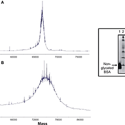 Analysis of BSA and AGE-BSA by mass spectrometry