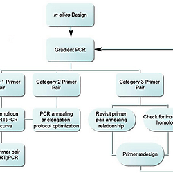 Validation procedural flowchart of q2(RT)PCR primer design