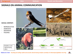 Animal Behavior Conference 2021 (Indiana University) - lightning talk