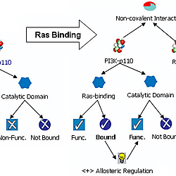 A model of a non-covalent interaction between a PI3K-p110 and a Ras