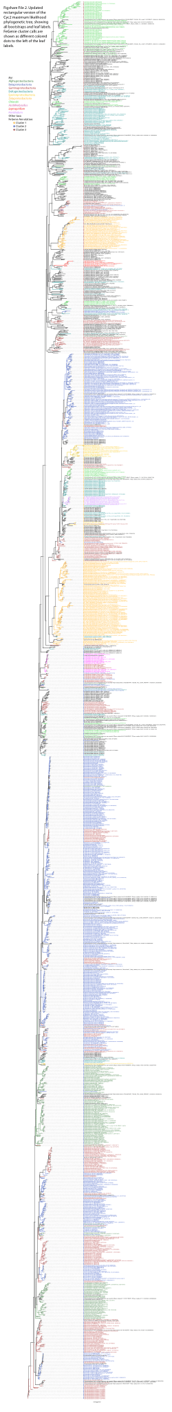 File 2: Full rectangular Cyc2 phylogenetic tree