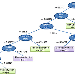 The derived decision tree by using C5