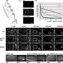 (A) Embryonic founder cells
