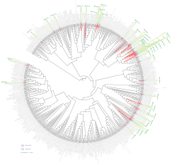 Fig. S1 (Comparative genomics provides insights into the genetic ...