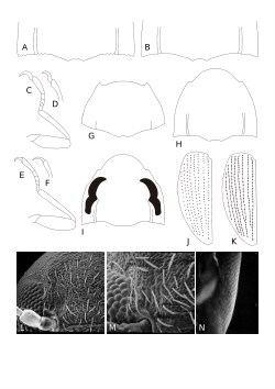 Data from: Molecular phylogeny of Elmidae (Coleoptera: Byrrhoidea) with ...