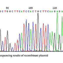 The sequencing results of recombinant plasmid