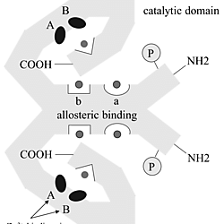 Schematic representation of PDE5 structure