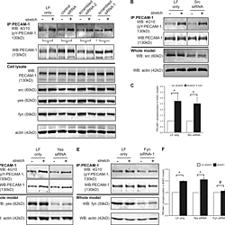 (A) Controls for siRNA experiments