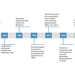 A timeline of cellular senescence