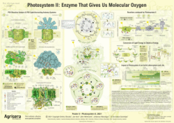 Item - Photosystem II: Enzyme That Gives Us Molecular Oxygen, Agrisera ...