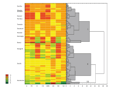 Fig 7. A heat map and the results of cluster analysis of kernel shape ...