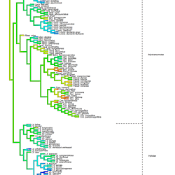 Phylogenetic relationships among Australian amphibians