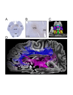 PNAS_Commentary_Figure_20210719.pdf