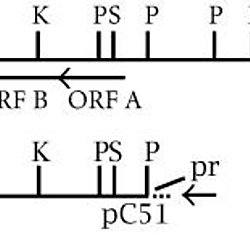 Physical map of pC51 plasmid DNA and its alignment with the pC5 ...