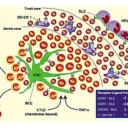 Schematic model of specialized cell populations and chemokines ...