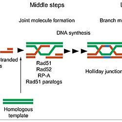 Schematic representation of the critical steps of homologous recombination