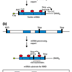 Specification of premature (versus normal) stop codons in mammalian cells