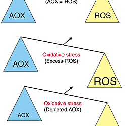 Oxidative stress results from imbalance between the levels of reactive ...