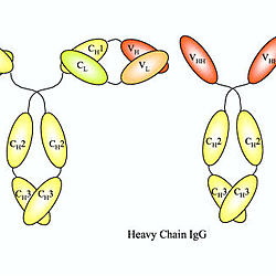 Schematical representation of the structure of a conventional IgG, a ...