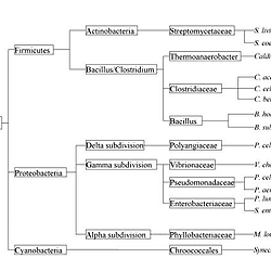 Species tree showing the distribution of FG-GAP proteins in bacteria ...