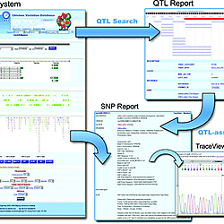 Screenshots of the MapView system