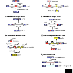 Functionally significant examples of different types of alternative ...