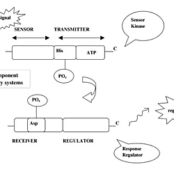 Two Component Regulatory Systems