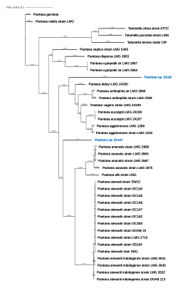 Phylogenetic analyses