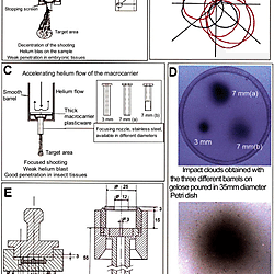 Mechanical modifications on the Bio Rad PDS/1000 He biolistic device ...
