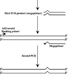 The first PCR (5 cycles) contains a limiting concentration of the first ...