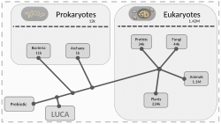 The tree of life - basic diagram.pptx