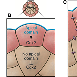 Apical-basal (AB) polarity is a crucial player in the first lineage ...