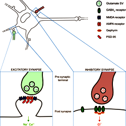 Excitatory and inhibitory chemical synapses