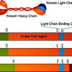 Schematic diagrams of KIF5 architecture