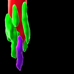 Figure 6: Junction of the outer and inner segments of rod photoreceptors