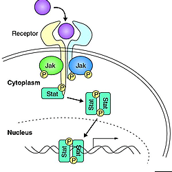 An overview of cytokine signaling