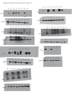 supplementary file-2.pdf