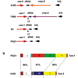 A: Schematic drawing of the sequenced -intergenic regions of the five ...