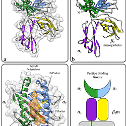 MHC class I structure